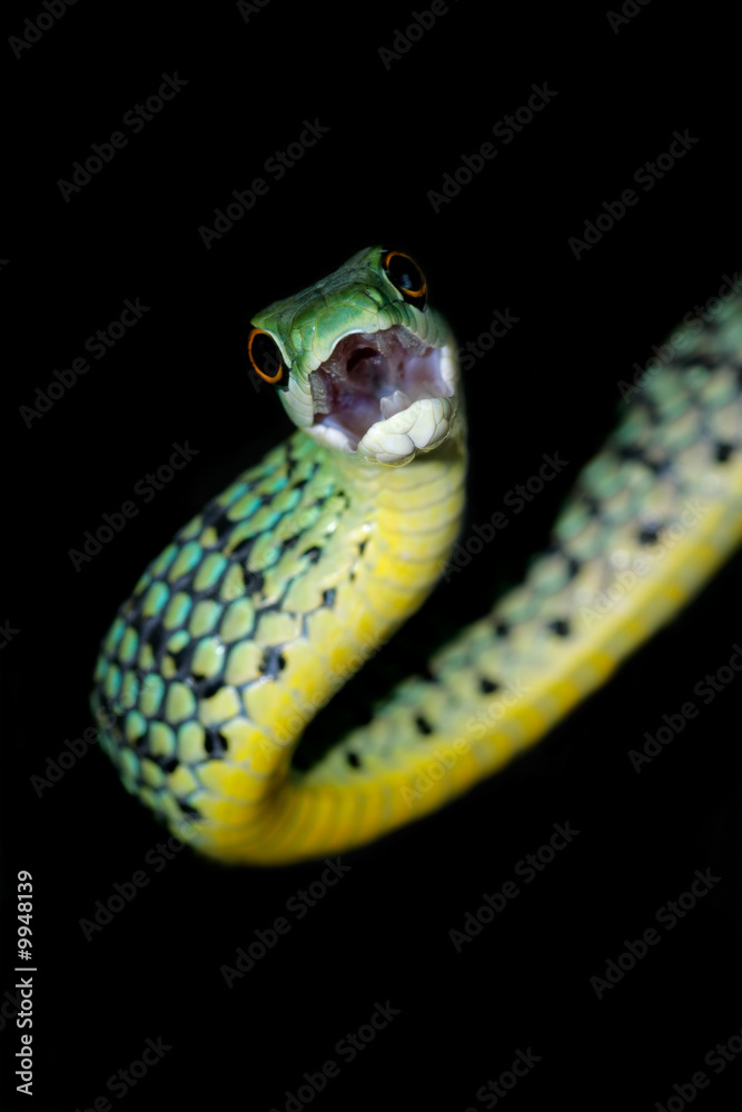 Spotted bush snake (Philothamnus semivariegatus), South Africa Stock ...