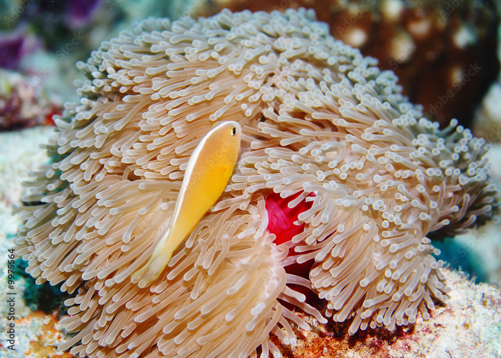 Skunk Anemonefish (Amphiprion sandaraeinos) in the Indian Ocean Stock ...