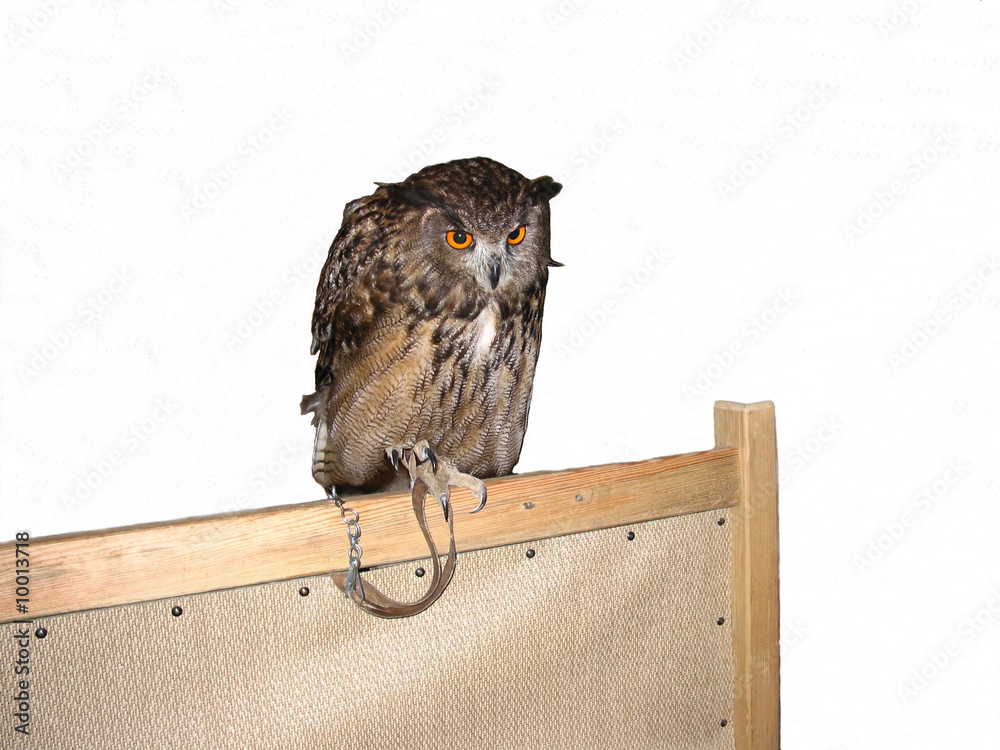Hibou Stock Photo | Adobe Stock