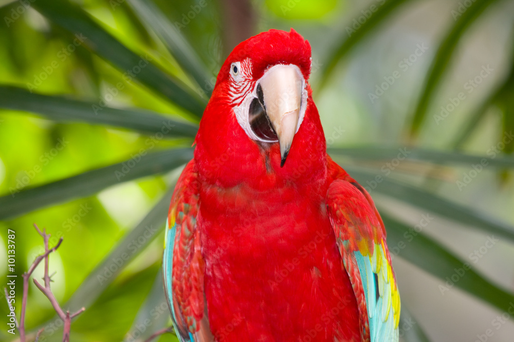 Colorful African Bird Stock Photo | Adobe Stock