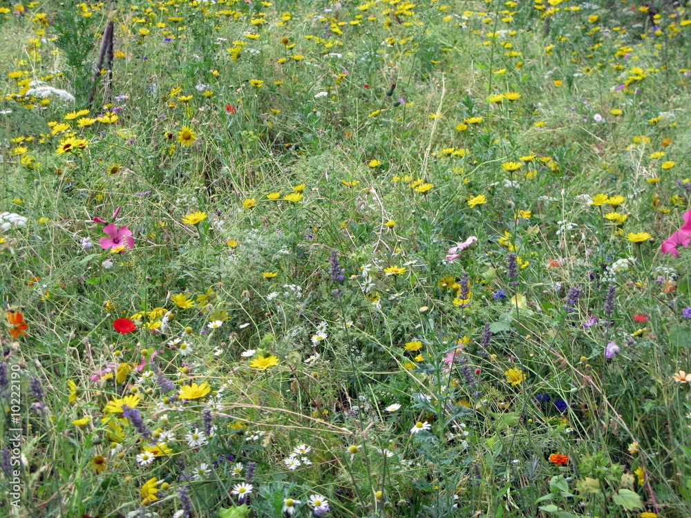Fleurs de toutes les couleurs de prairie dans un pré. Stock Photo ...