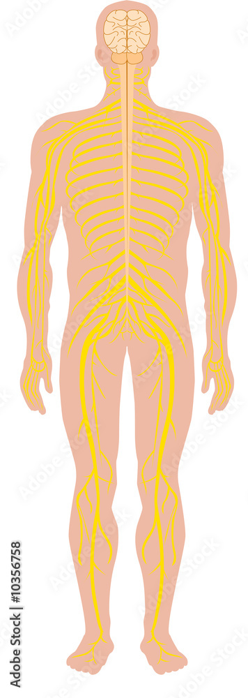 cartoon illustration of the human nervous system Stock Illustration ...