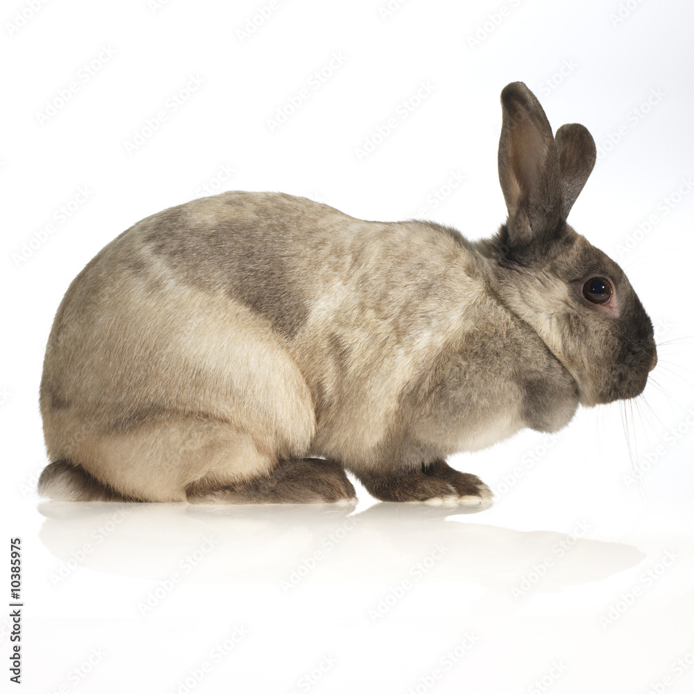 domestic rabbit (side view, white background) Stock Photo | Adobe Stock