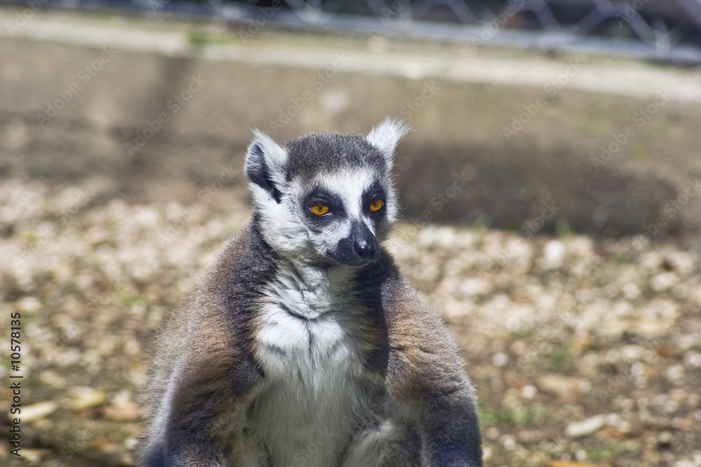 Lemure Stock Photo | Adobe Stock