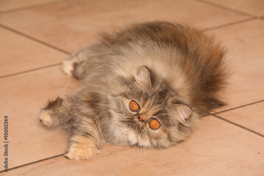 persan tabby allongé de tout son flanc sur le carrelage Stock Photo ...