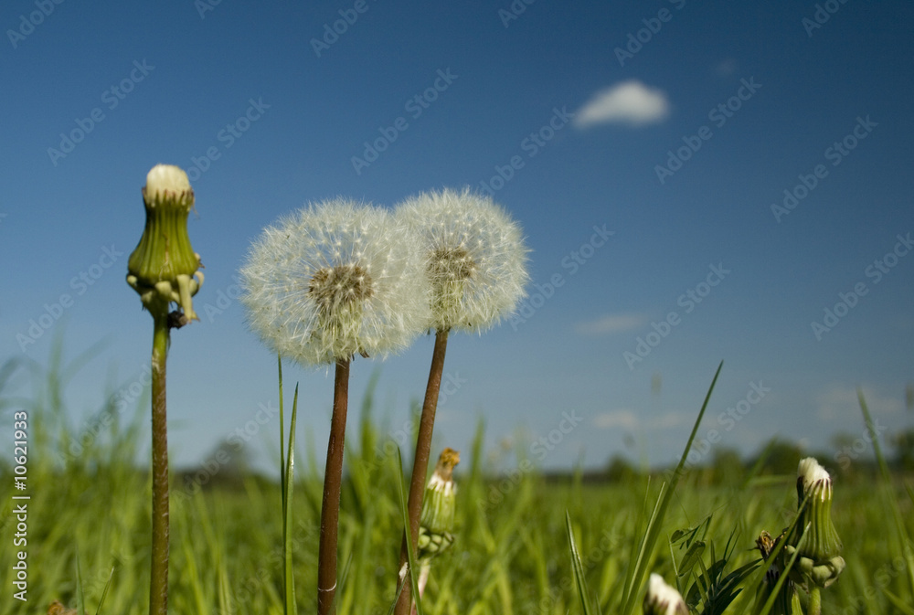 Pusteblumen Stock Photo | Adobe Stock