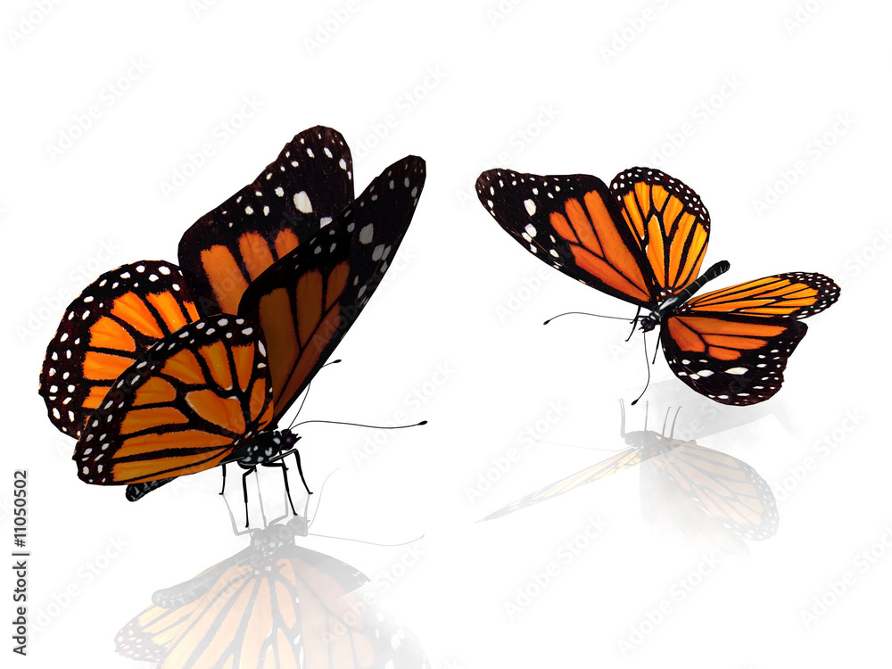 ภาพประกอบสต็อก les papillons ภาพ | Adobe Stock