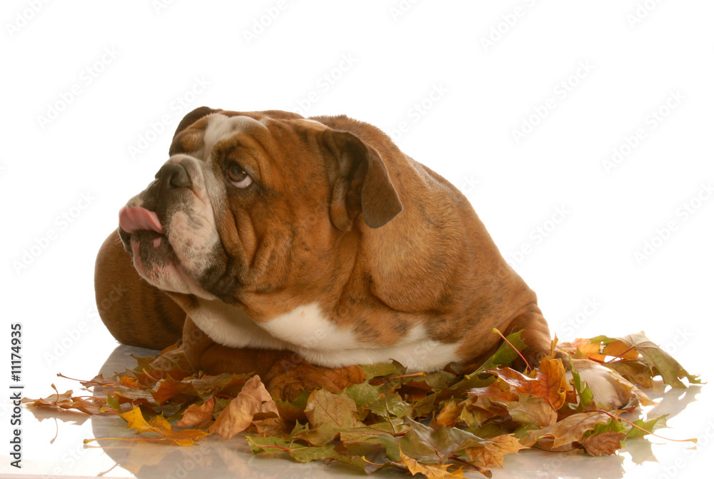 english bulldog playing in the autumn leaves Stock Photo | Adobe Stock