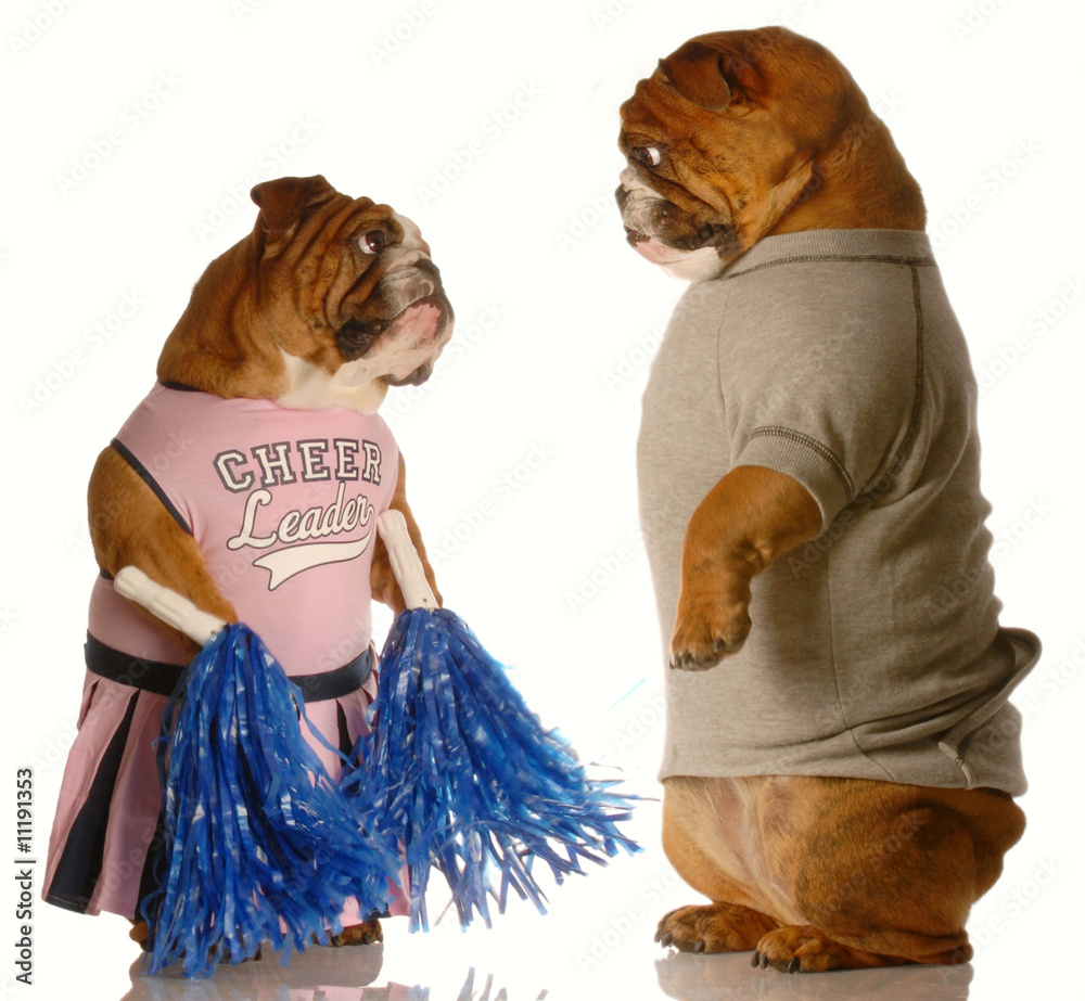 two bulldogs dressed up as a cheerleader and a jock Stock Photo | Adobe ...