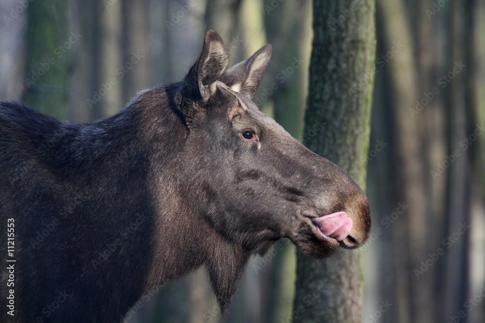 Elchkuh Stock-Foto | Adobe Stock Elchkuh Stock-Foto | Adobe Stock