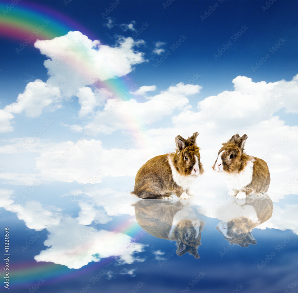 Rabbits Paradise Stock-Foto | Adobe Stock