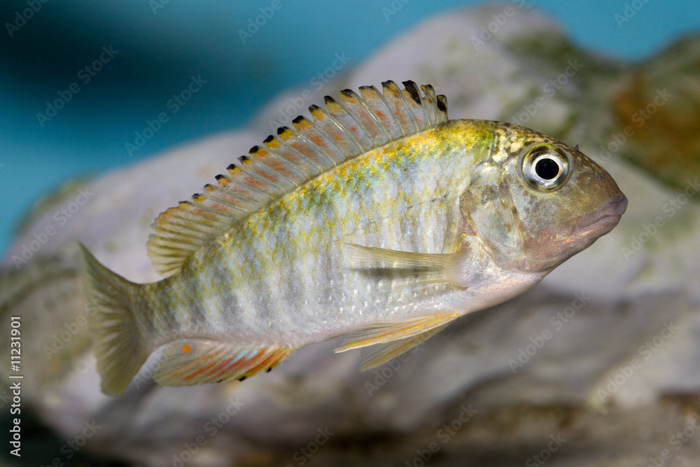 Simochromis diagramma, fish from Lake Tanganyika Stock Photo | Adobe Stock