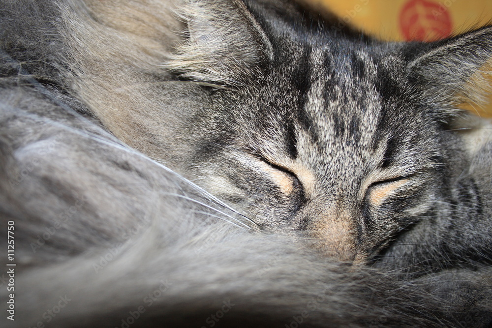 Schlafende Katze Stock Photo | Adobe Stock