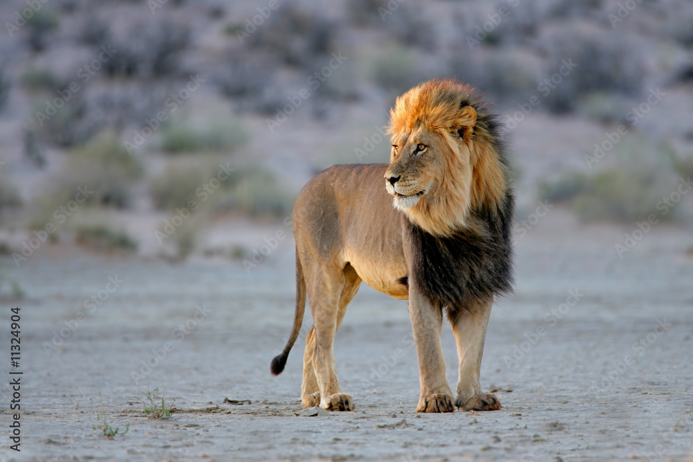 Big male African lion (Panthera leo), Kalahari, South Africa Stock ...