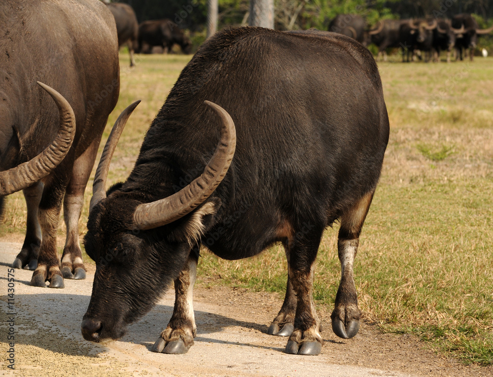 Asiatic water buffalo Stock Photo | Adobe Stock