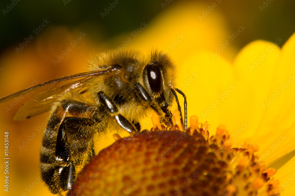 close-up bee collects nectar Stock Photo | Adobe Stock