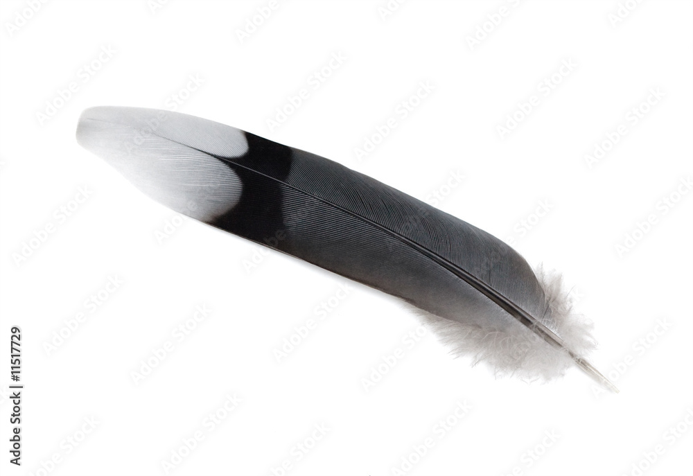 Mockingbird Feather Stock Photo | Adobe Stock