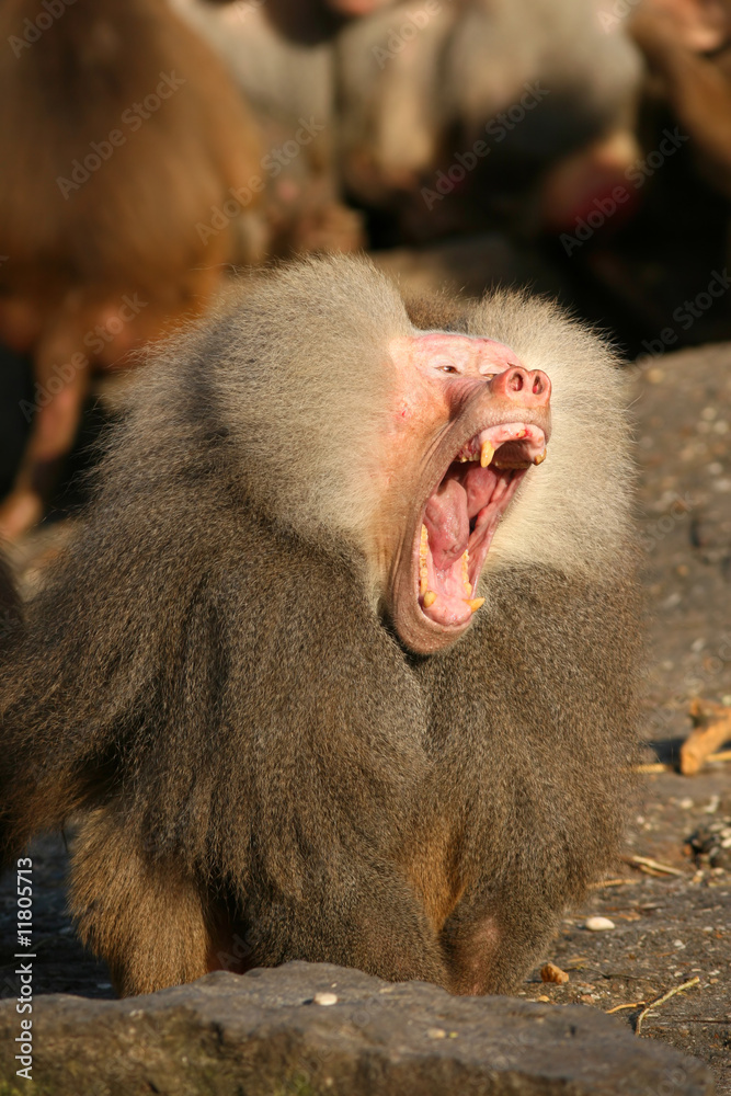 Baboon Mouth