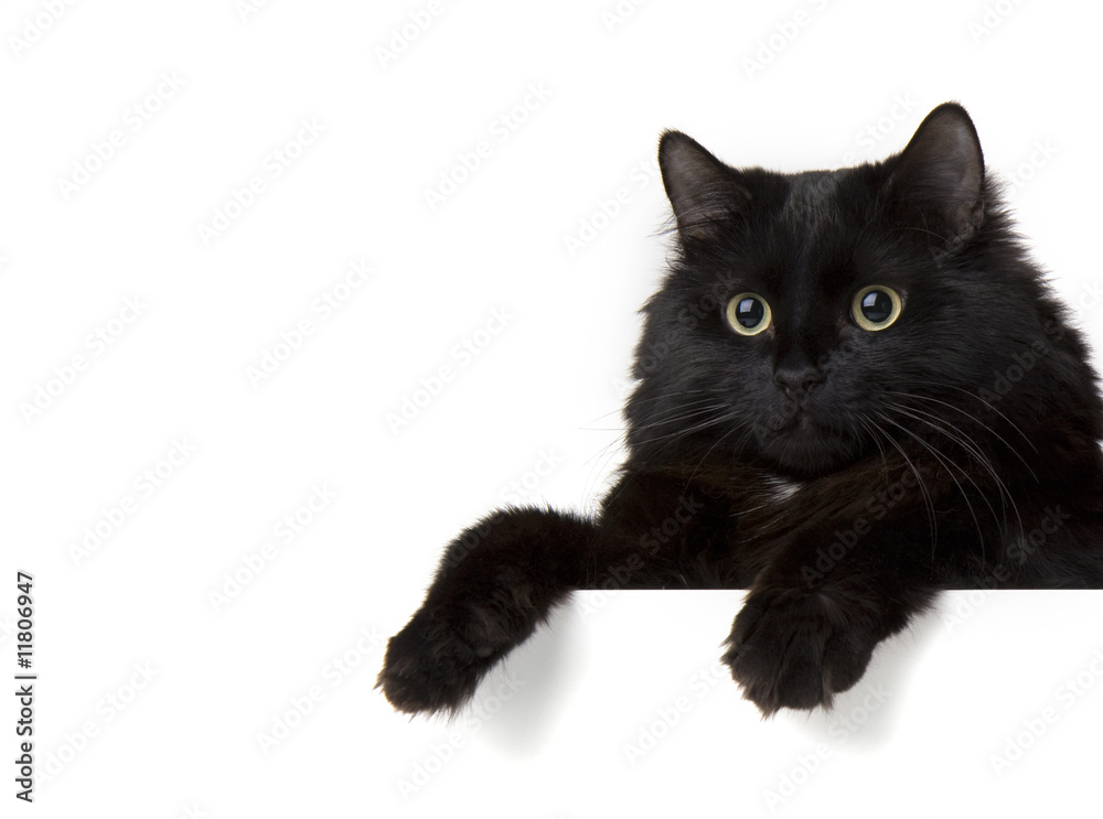 Black cat on a white background Stock Photo | Adobe Stock