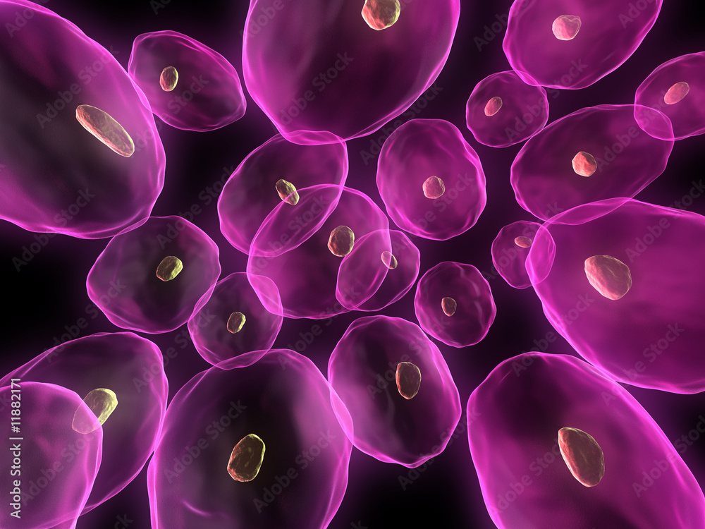 menschliche zellen Stock-Illustration | Adobe Stock