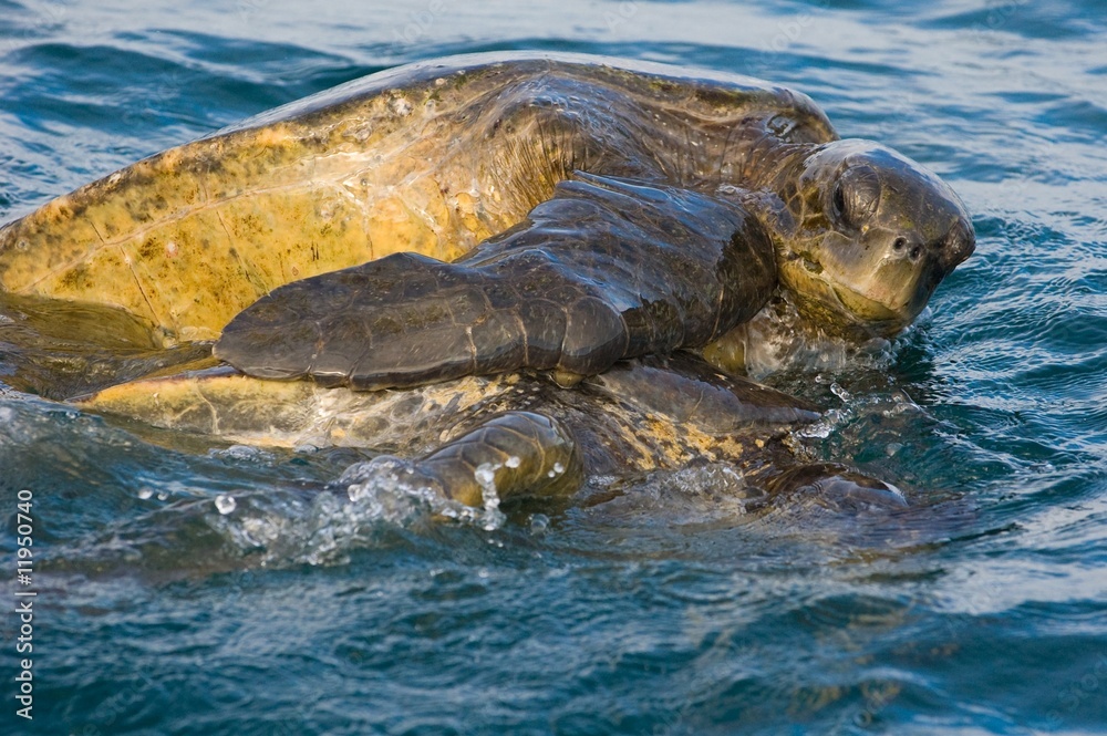 Poster A mating pair of Pacific Green Sea Turtles (Chelonia mydas ...