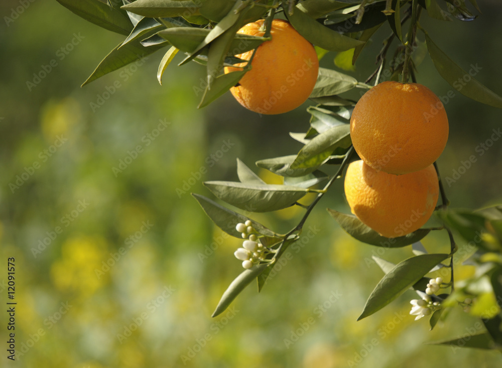 Arancia Stock Photo | Adobe Stock