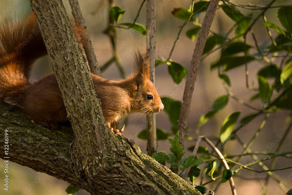 écureuil roux dans son arbre Photos | Adobe Stock