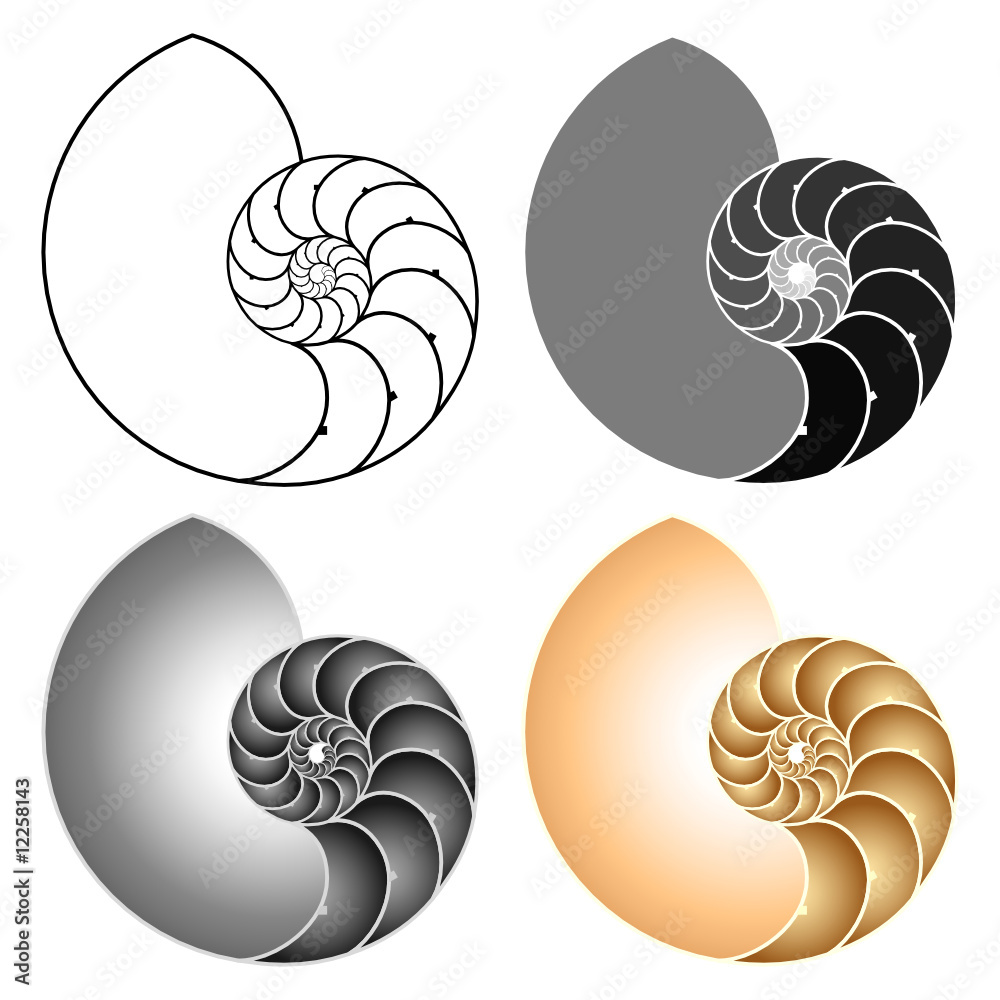 Vector nautilus vector de Stock | Adobe Stock