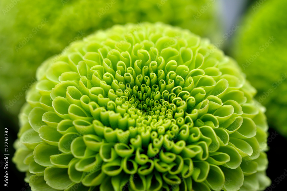 Green flower background Stock Photo | Adobe Stock