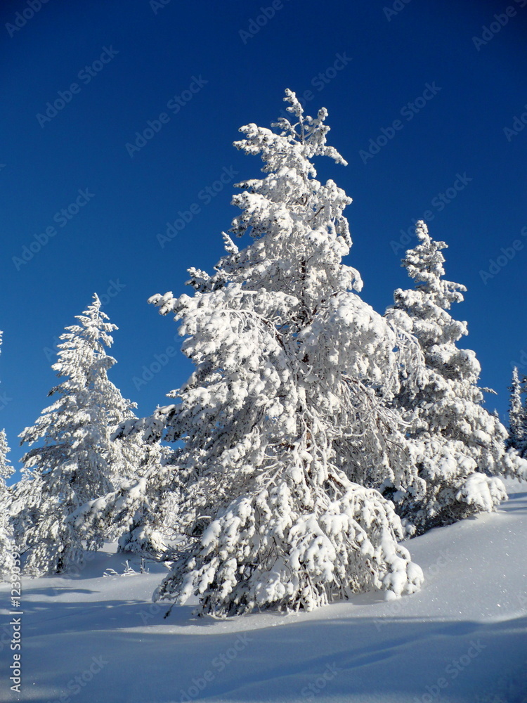 Winter scene 7 Stock Photo | Adobe Stock
