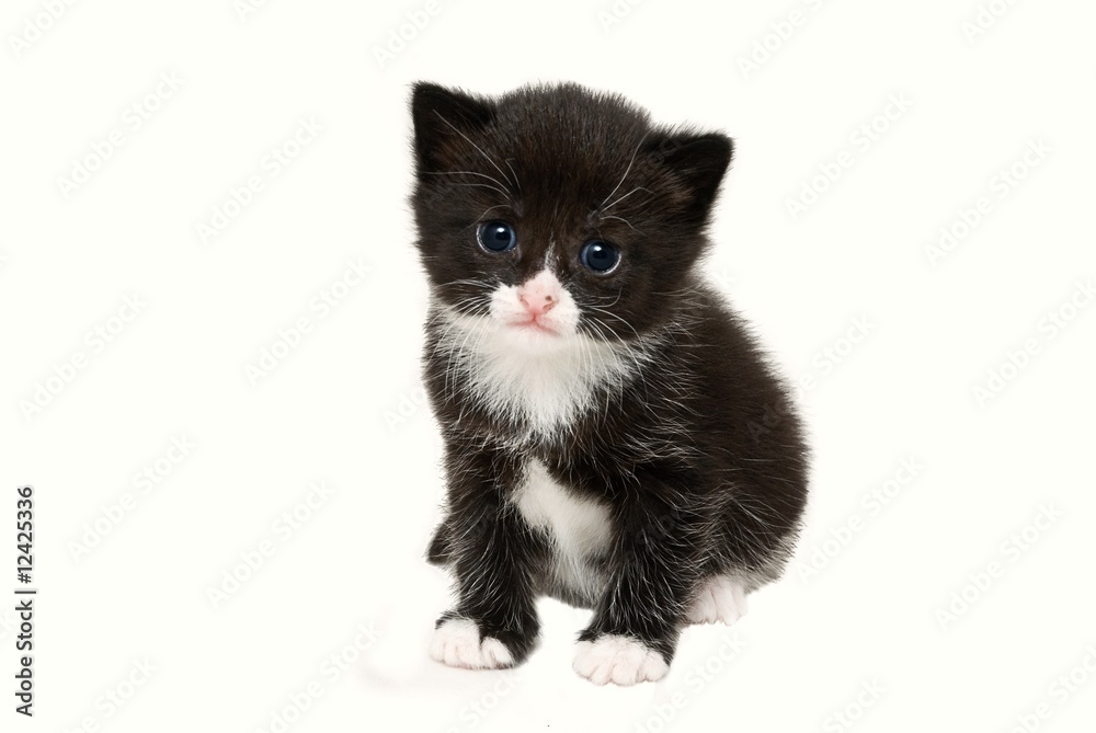 Tuxedo Kitten Images Browse 92 Stock Photos Vectors and Video Adobe Stock