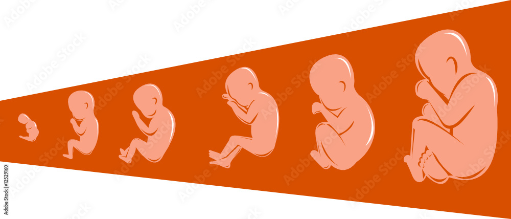 Fetal development Stock Vector | Adobe Stock