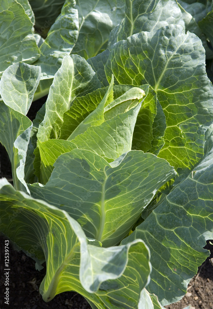 Spitzkohl; Spitzkraut Stock-Foto | Adobe Stock