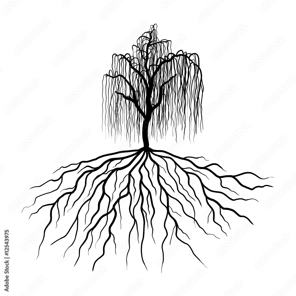 trauerweide mit wurzeln I Stock Vector | Adobe Stock