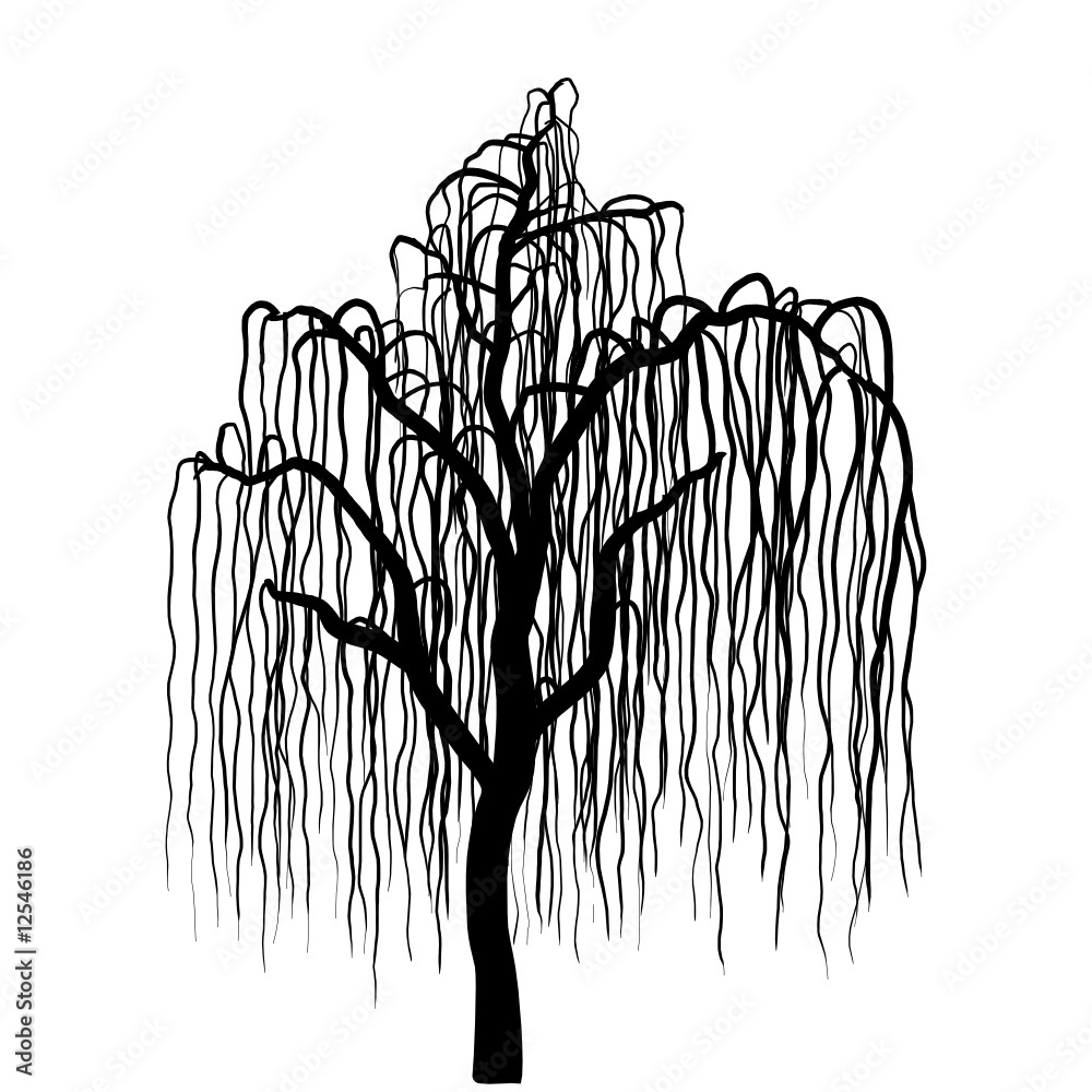 trauerweide Stock Vector | Adobe Stock