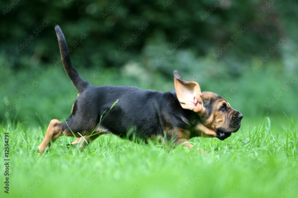 le saint hubert vu de profil en pleine course ภาพถ่ายสต็อก | Adobe Stock