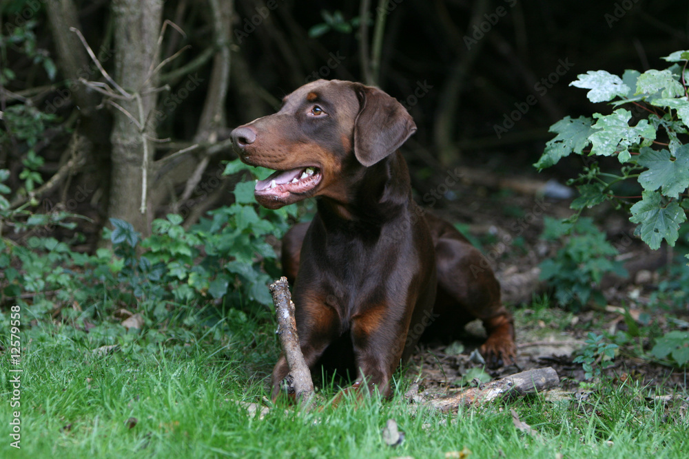 beau dobermann marron couché à l'orée d'un bois foto de Stock | Adobe Stock