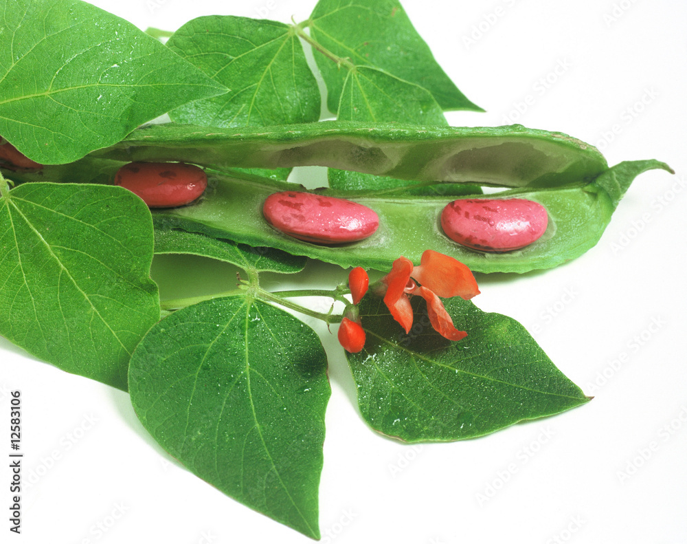 Feuerbohne mit Blüte/scarlet runner bean with flower Stock Photo ...