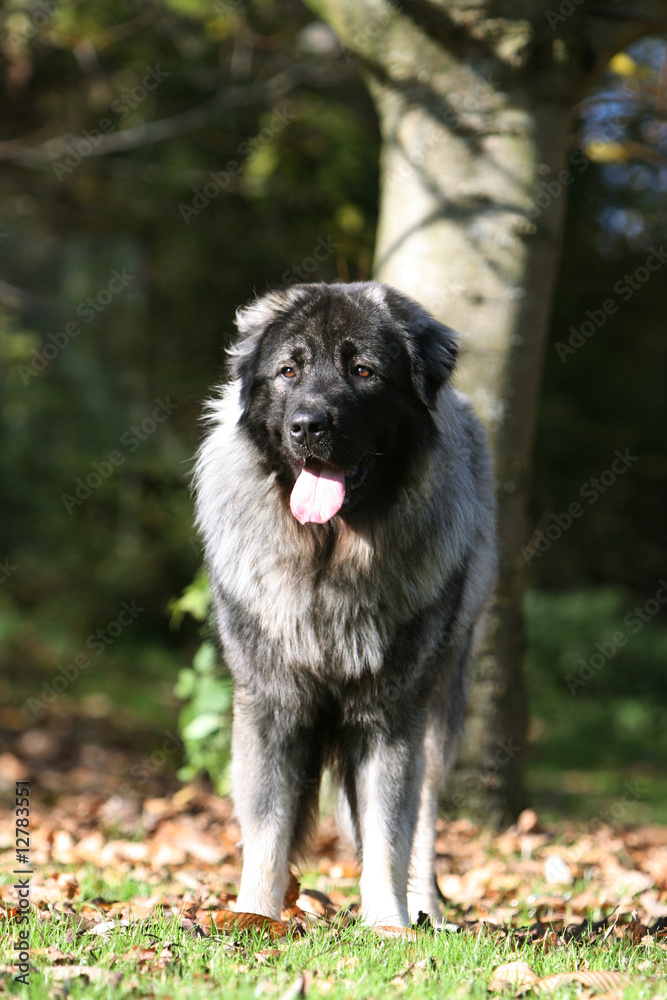 pose statique et immobile du berger yougoslave vu de face Stock Photo ...