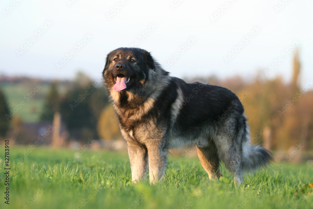 pose statique du berger yougoslave adulte debout vu de face Stock Photo ...