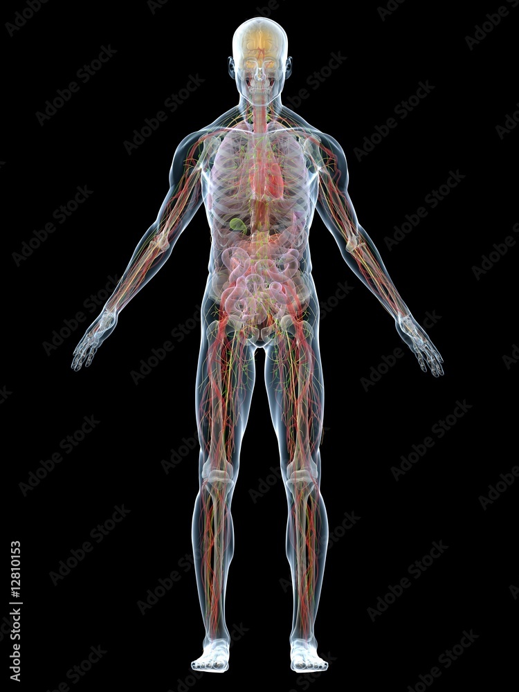 anatomie illustration Stock Illustration | Adobe Stock