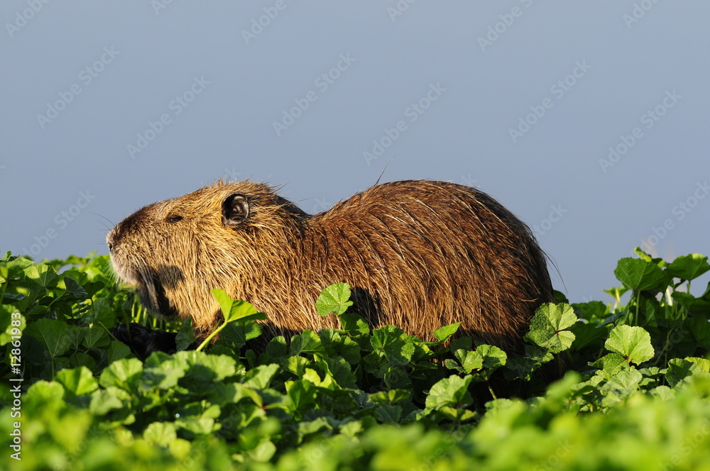 Nutria (Myocastor coypus) at Agamon Ahula Lake, Israel Stock Photo ...