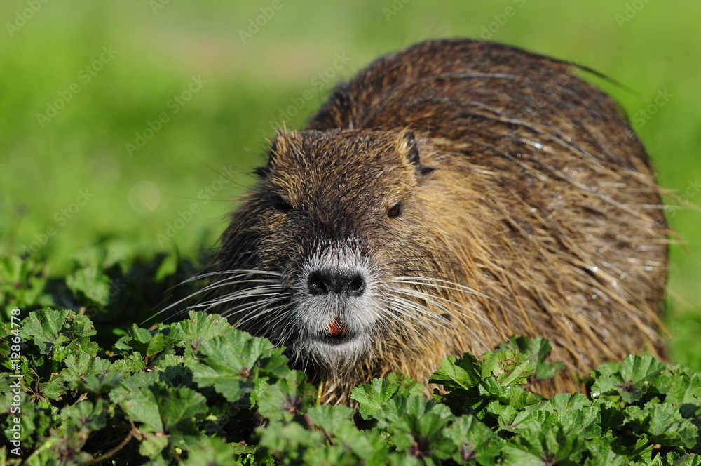 Nutria (Myocastor coypus) at Agamon Ahula Lake, Israel Stock Photo ...