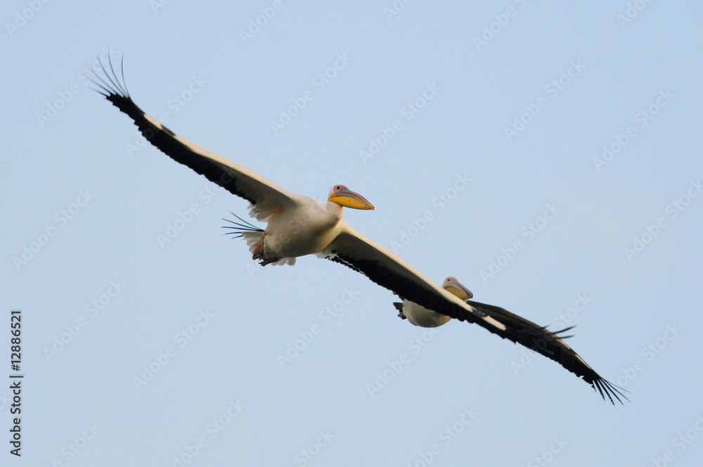 Couple of Great White Pelican in flight at lake Agamon Ahula Stock ...