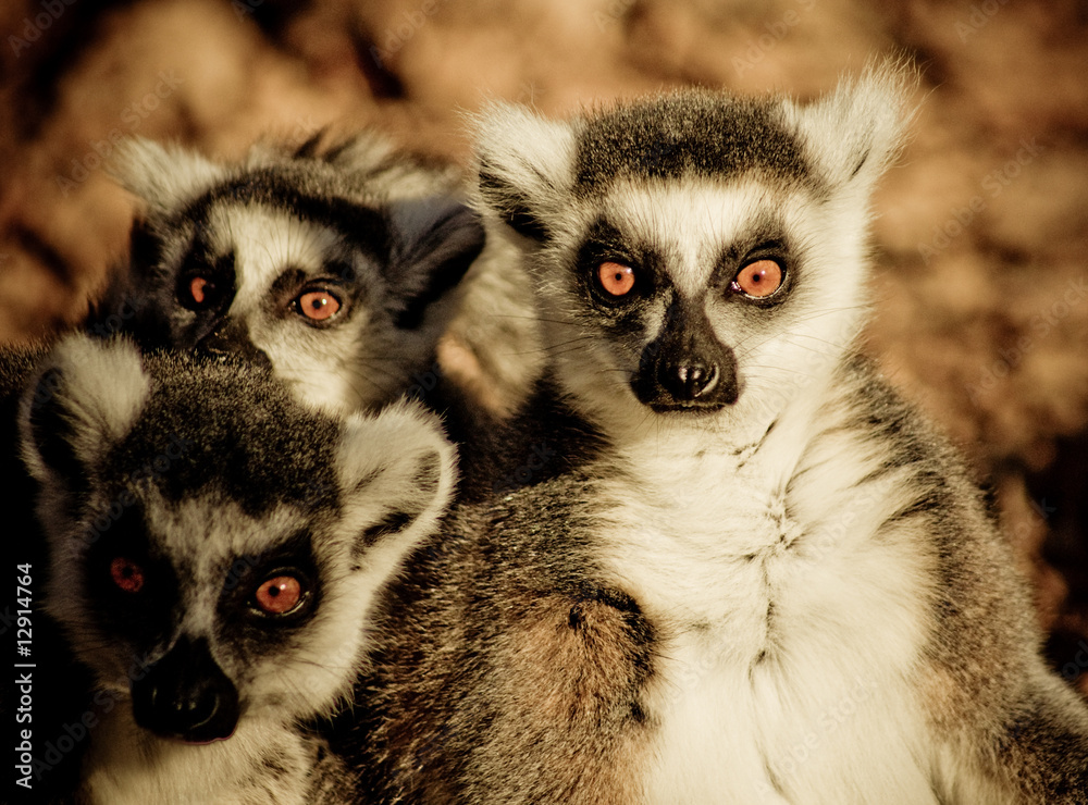 Lémurien Stock Photo | Adobe Stock