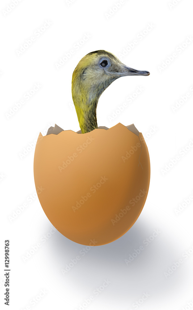 poussin Stock Photo | Adobe Stock