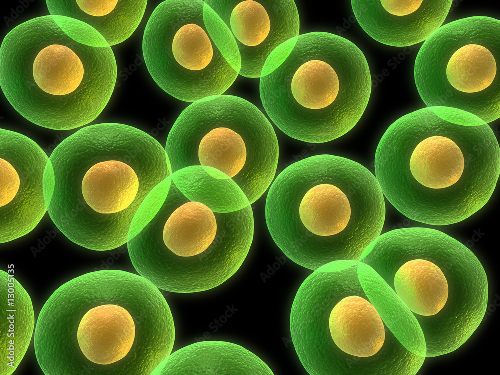 gesunde zellen mit zellkern Stock-Illustration | Adobe Stock