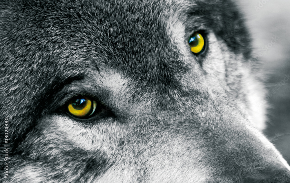 Wolfsaugen Stock-Foto | Adobe Stock