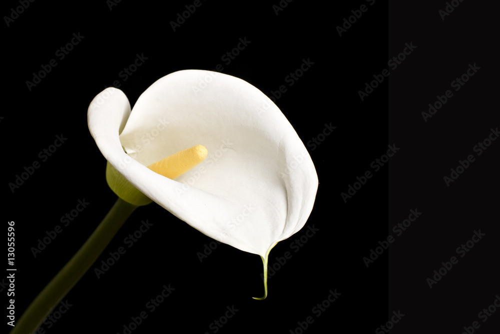 Beautiful calla lily over the black background Stock Photo | Adobe Stock