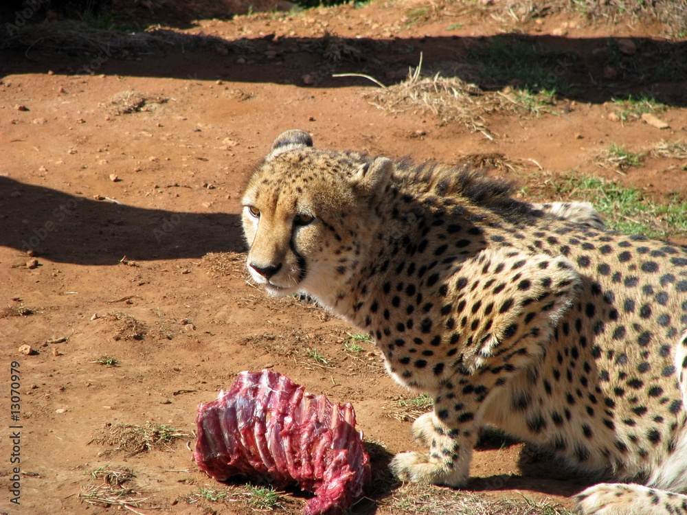Cheetah Food